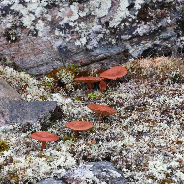 Kuva: Kangasrouskut - Lactarius rufus kangasrousku rousku rouskut ...