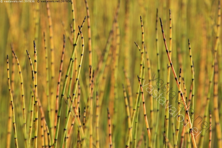 Kuva: Kortteikkoa - kortteikko kortteet korte kortekasvi kortekasvit ...