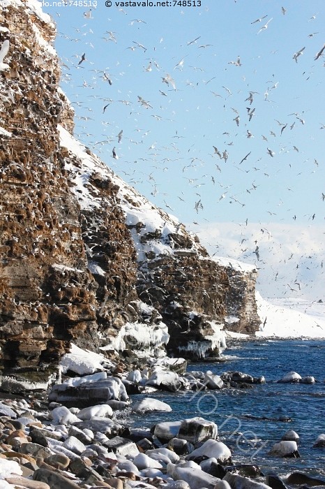 Kuva: Lintuvuori talviaikaan - Ekkeröyn Ekkerøyn lintuvuori Ekkeröy ...