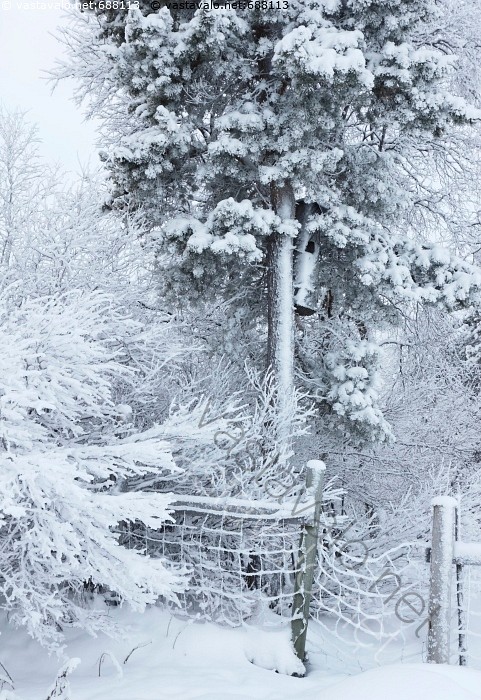 Kuva: Lumisessa metsässä - talvi talvinen pakkanen pakkaspäivä ...