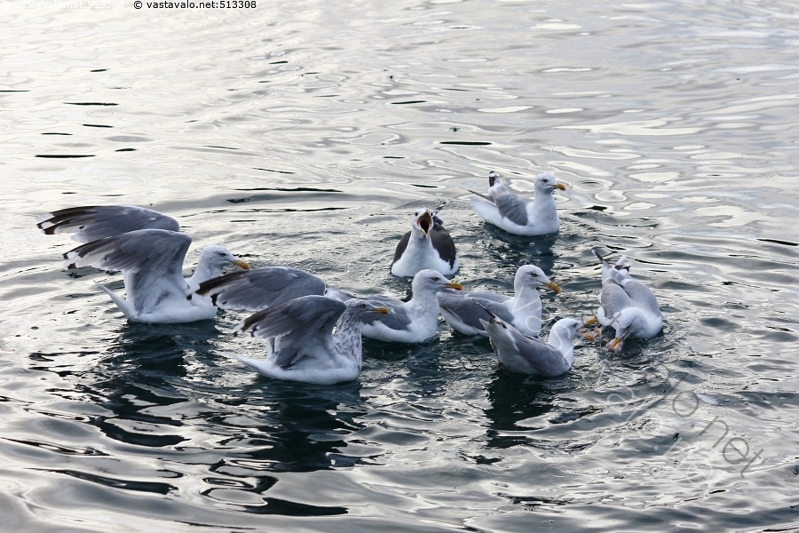 Kuva: Lokit - merilokki harmaalokki larus marinus argentatus lokkilaji ...