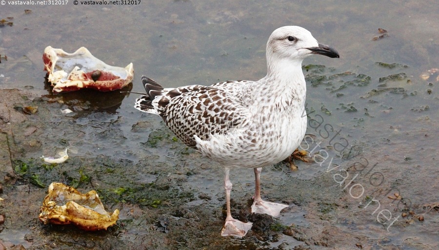 Kuva: Merilokki ja kuningasravun kuoret - merilokki Larus marinus juv ...