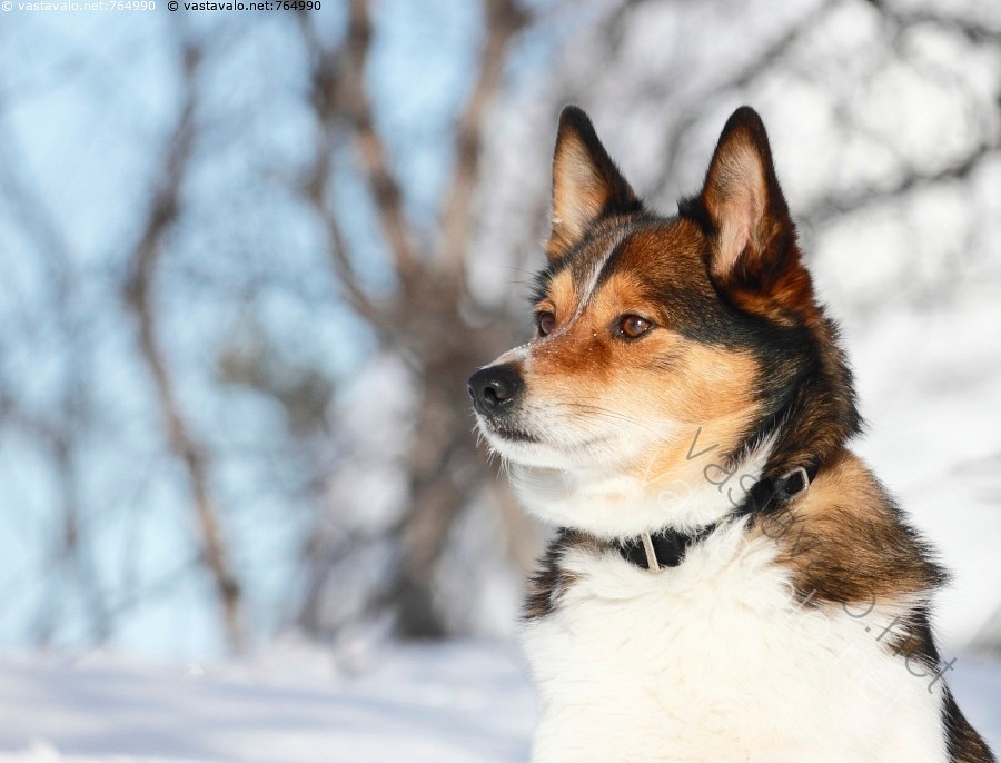 Kuva: Pohjanpystykorva nimeltään Äiji - pohjanpystykorva pystykorva ...