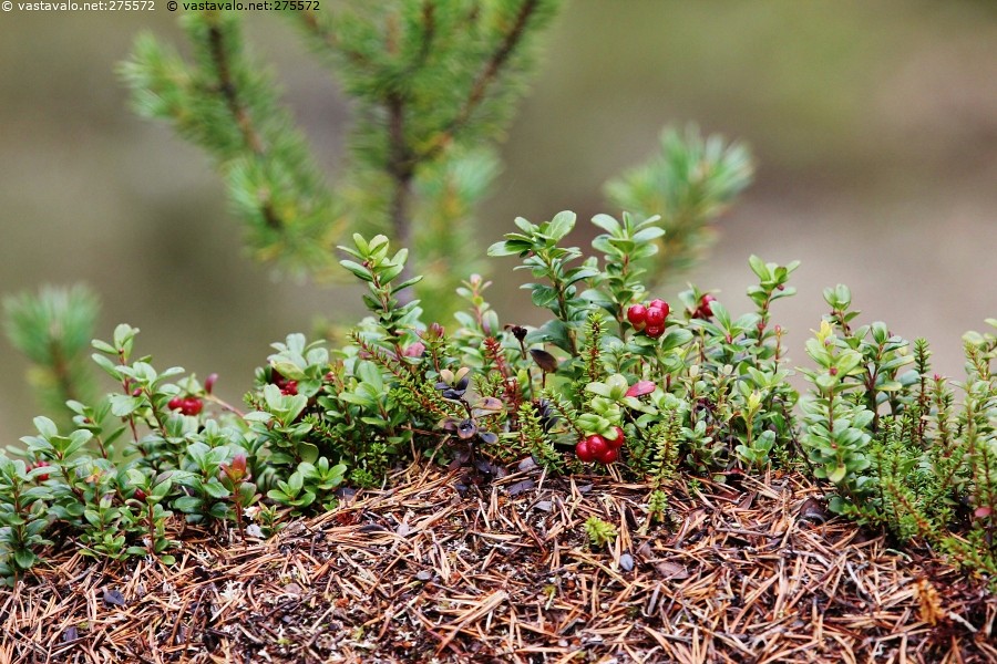Kuva: puolukka - puolukka puolukat puolukanvarvut puolukkametsä ...