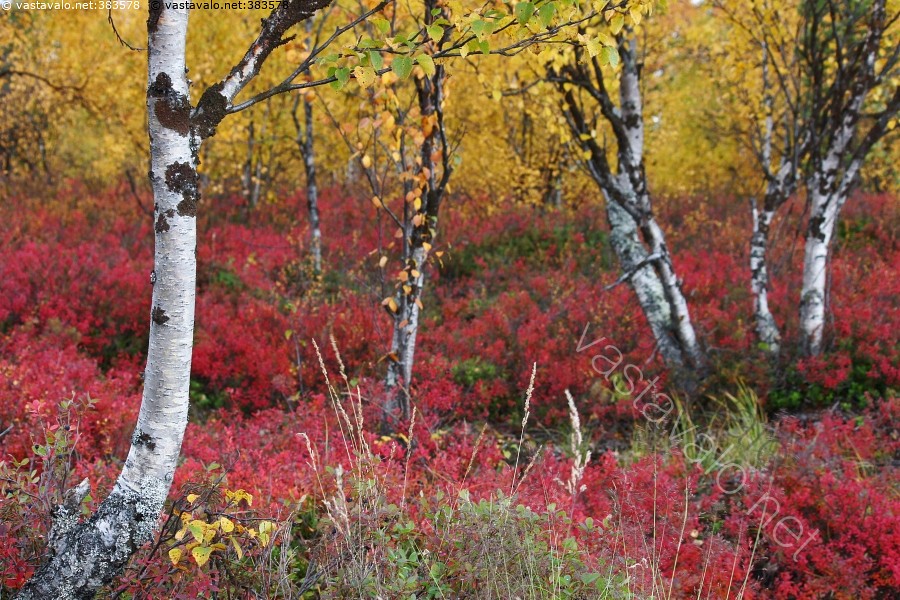 Kuva: Syksyn väriloisto - syksy syksyllä syys syksyn syysmaisema ...