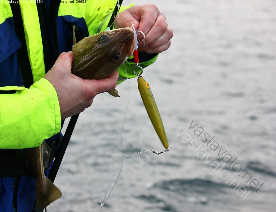 Kuva: Turskan irrottaminen koukusta - turska Gadus morhua merikala kala ...