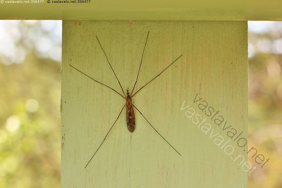 Kuva: Vaaksiainen - vaaksiainen vaaksiaiset Tipulidae sääsket ...