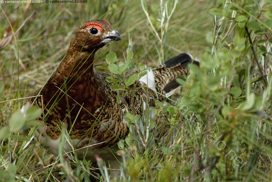 Kuva: Riekko - riekko kanalintu metsäkanalintu maalintu lintu Patvinsuo ...