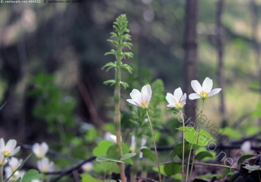 Kuva: Metsässä - kasvi kasvit kukka kukat kukinto kukinnot valkeat ...