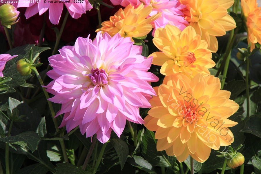 Kuva: Värikkäät kukat - kasvi kasvit kukka kukat kukinto kukinnot ...