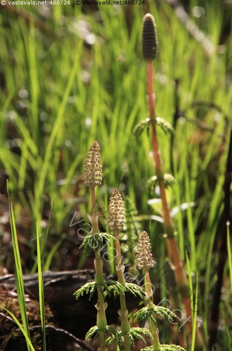 Kuva: Korteet - kasvi kasvit korte kortteet kukinto kukinnot ...