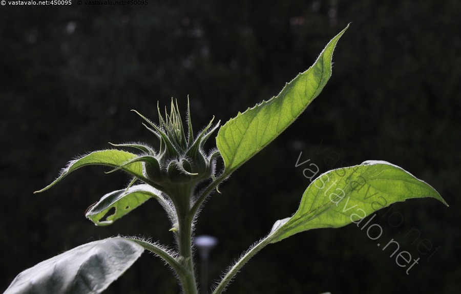Kuva: Kasvi - kasvi kukka kukinto nuppu lehdet varsi karvaiset auringonkukka - Kuvapankki ...