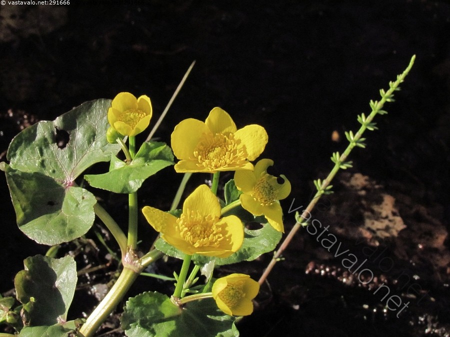 Kuva: Rentukkaa - kasvi kukka keltainen kosteikko korte lehdet kevät ...