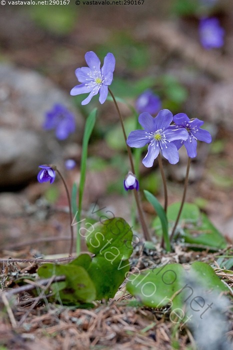 Kuva: Sinivuokot - Sinivuokko lehtosinivuokko Hepatica nobilis Anemone ...