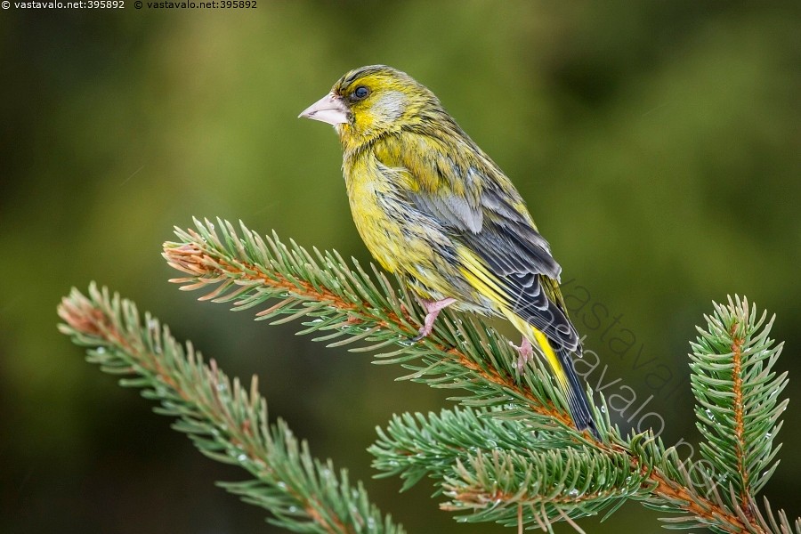 Kuva: Viherpeippo - Carduelis chloris Picea abies havu kevät ...
