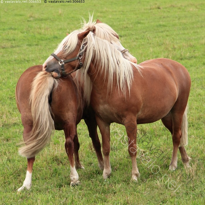 Kuva: Puhdistus - hevonen suomenhevonen puhdistaa liinakko liinaharja ...