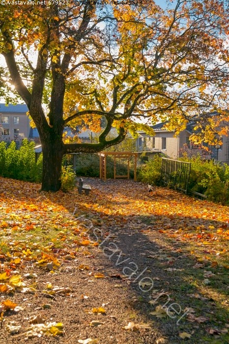 Kuva: Vanha vaahterapuu - puu puut lehtipuu lehtipuut vaahtera ...