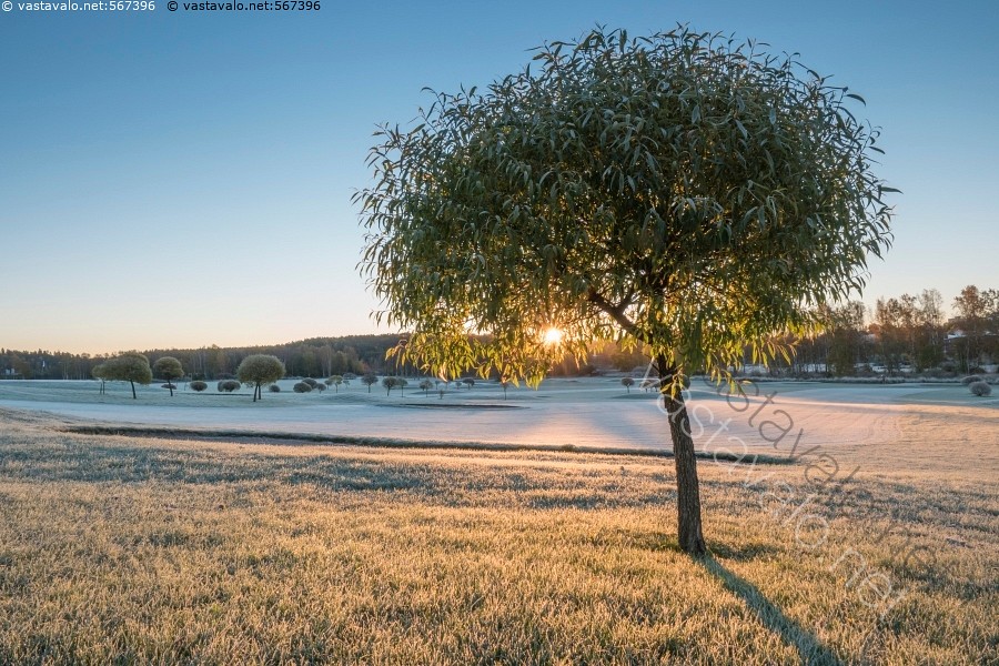 Kuva: Ensimmäinen pakkanen - aurinko auringonnousu auringon valo ...