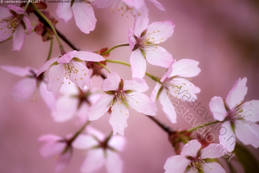 Kuva: Kevään kukinto - kirsikka puu Prunus sargentii kirsikkapuu ...