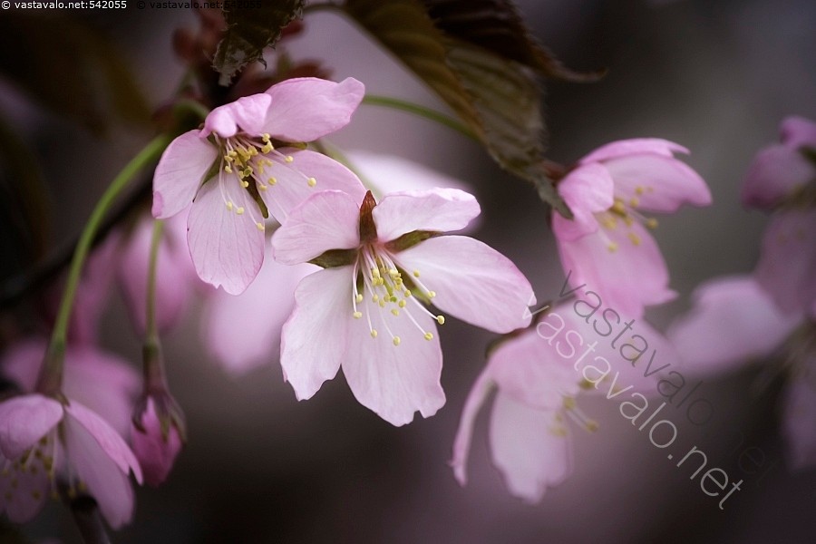 Kuva: Kirsikankukat - kirsikka puu Prunus sargentii kirsikkapuu ...