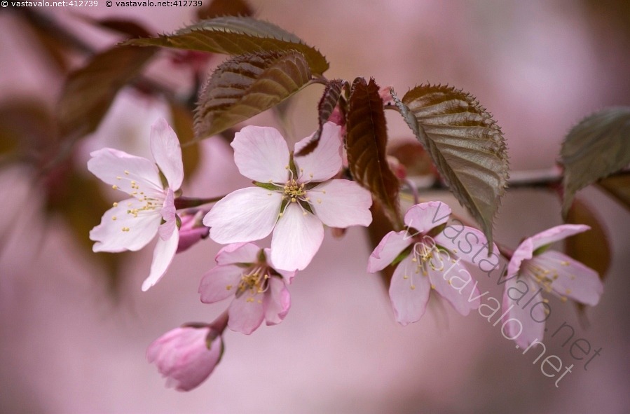 Kuva: Kirsikankukat - kirsikka puu Prunus sargentii kirsikkapuu ...