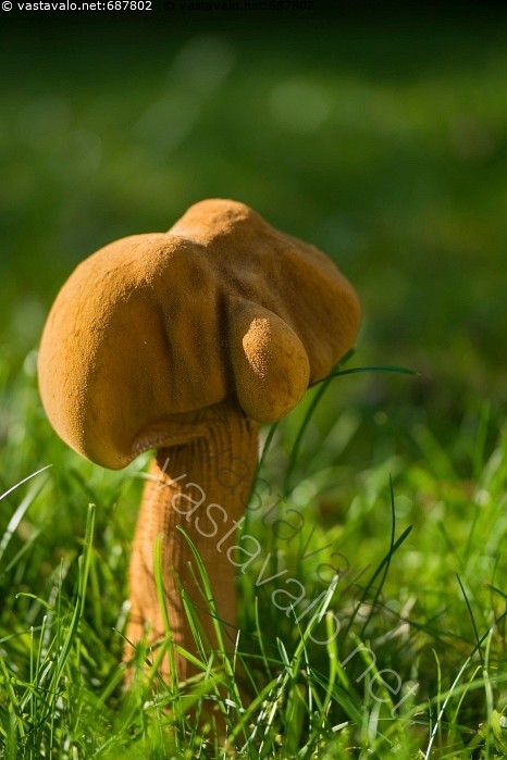 Kuva: Kullanruskea sieni - kullanruskea ruskea vaaleanruskea sieni ...