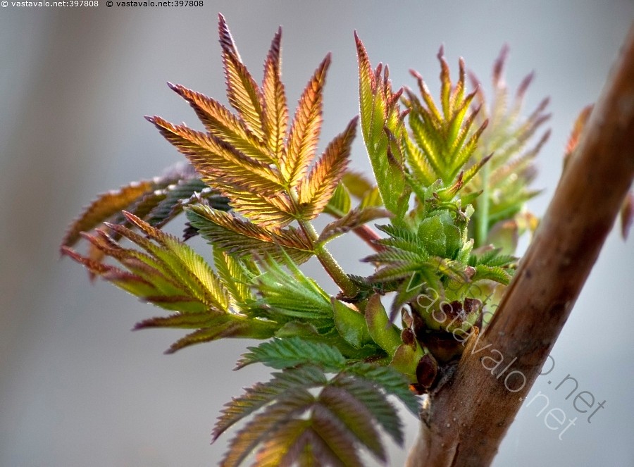 Kuva: Uusi kasvu - kevät puu lehtipuu pensas pihlaja-angervo Sorbaria ...