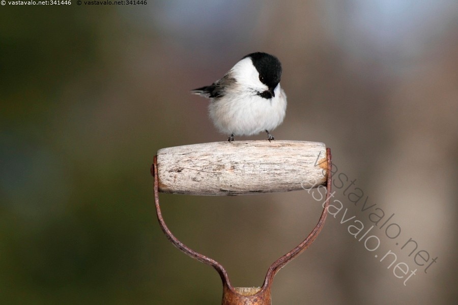 Kuva: Hömötiainen - hömötiainen Parus montanus tiainen kolopesijä pieni ...