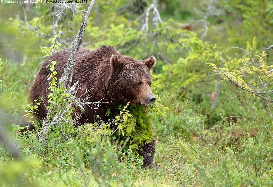 Kuva: Karhu merkitsee reviiriään - karhu ruskeakarhu Ursus arctos ...