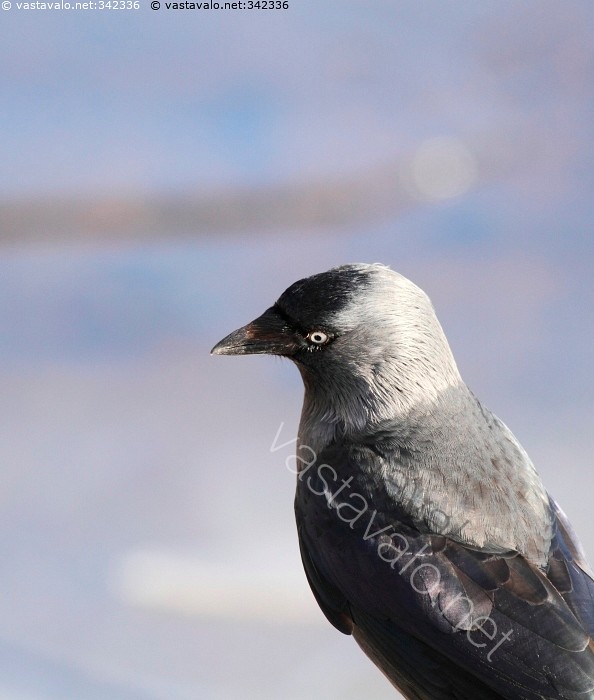 Kuva: Naakka - naakka Corvus monedula lintu linnut varislintu ...