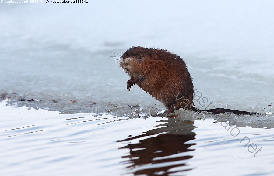 Kuva: Piisami - piisami eläin nisäkäs vesi jää lumi Ondatra zibethicus ...