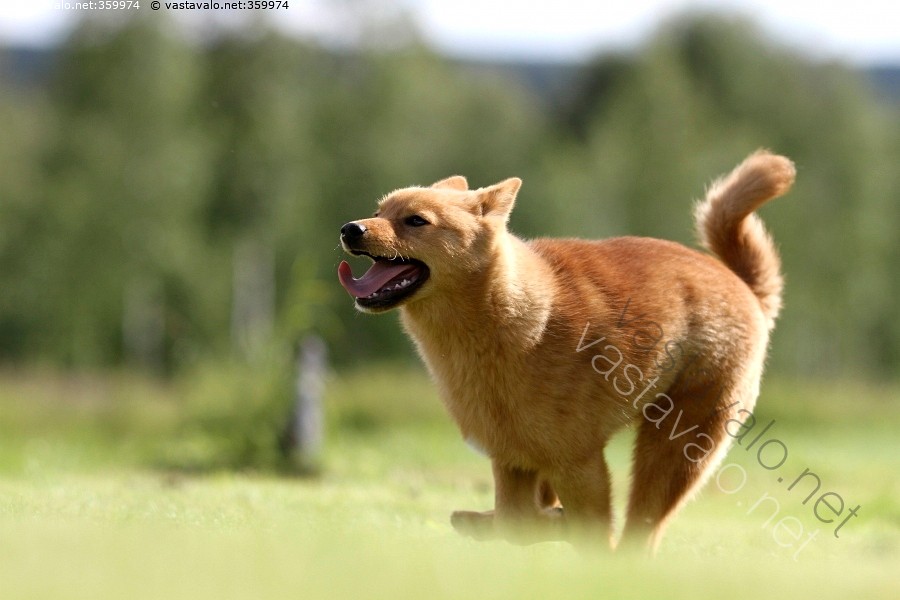 Kuva: Suomenpystykorva - suomenpystykorva pystykorva kansalliskoira ...
