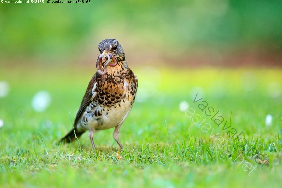 Kuva: Räkättirastas - räkättirastas Turdus pilaris rastas lintu piha ...