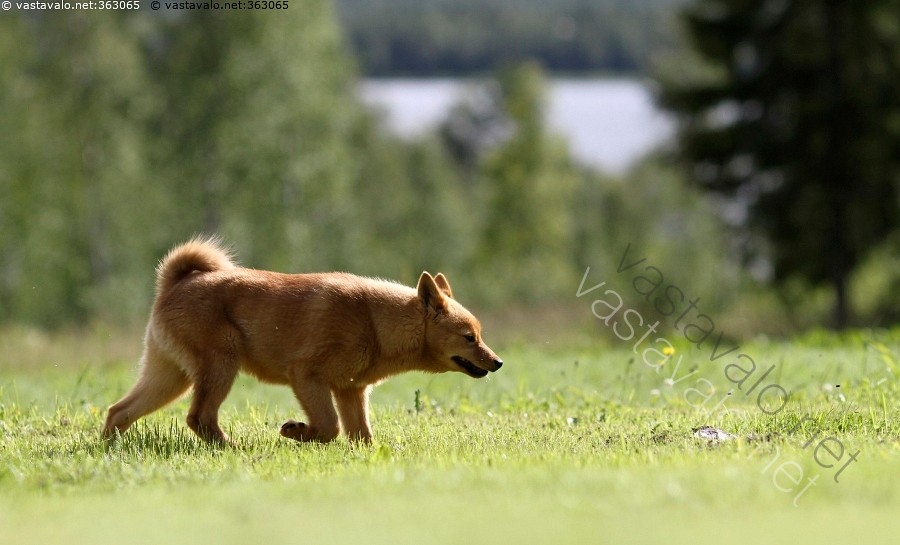 Kuva: Suomenpystykorvan pentu - suomenpystykorva pystykorva ...