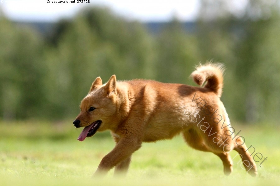 Kuva: Suomenpystykorva - suomenpystykorva pystykorva kansalliskoira ...