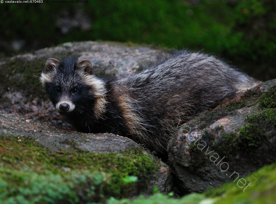 Kuva: Supikoira - supikoira Nyctereutes procyonoides koiraeläin ...