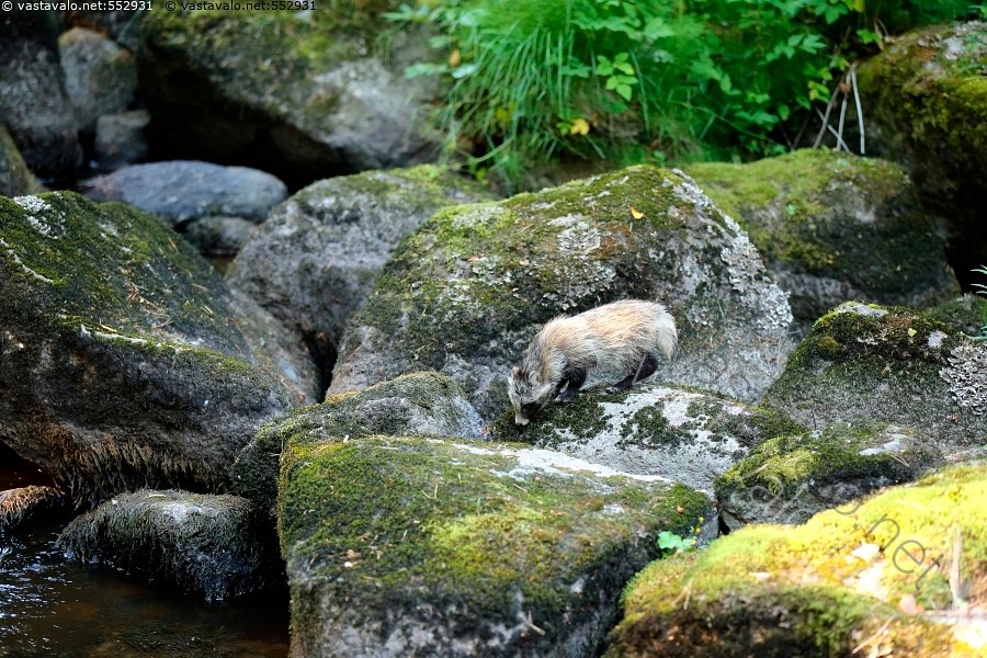 Kuva: Supikoira - supikoira Nyctereutes procyonoides koiraeläin ...