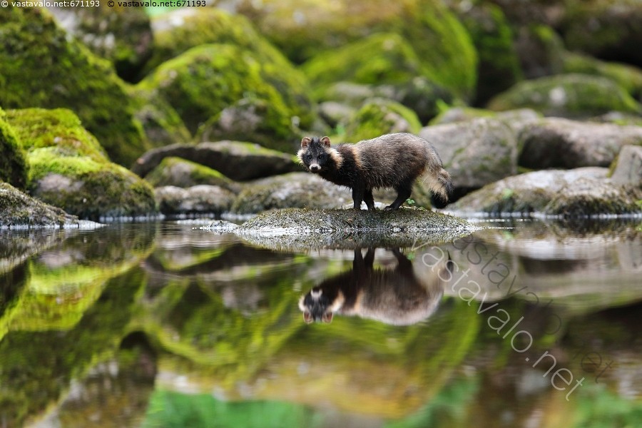 Kuva: Supikoira - supikoira Nyctereutes procyonoides koiraeläin ...