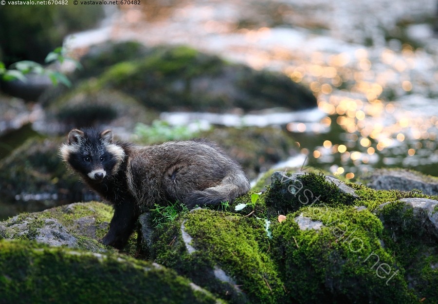 Kuva: Supikoira - supikoira Nyctereutes procyonoides koiraeläin ...