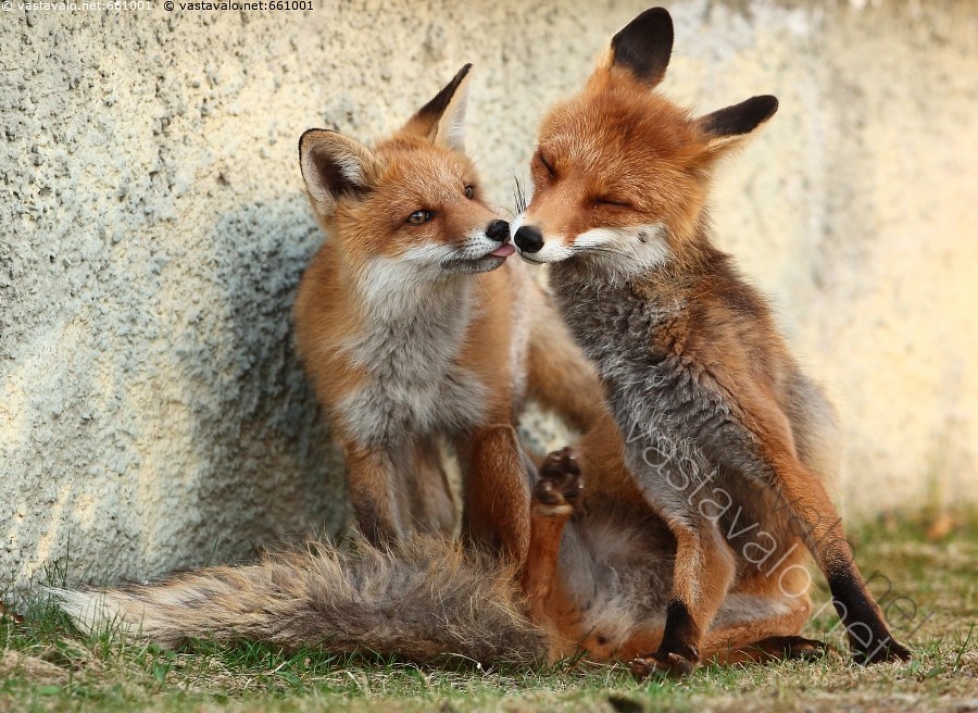 Kuva: Ketut - kettu punakettu Vulpes nisäkäs nisäkkäät eläimet eläin ...