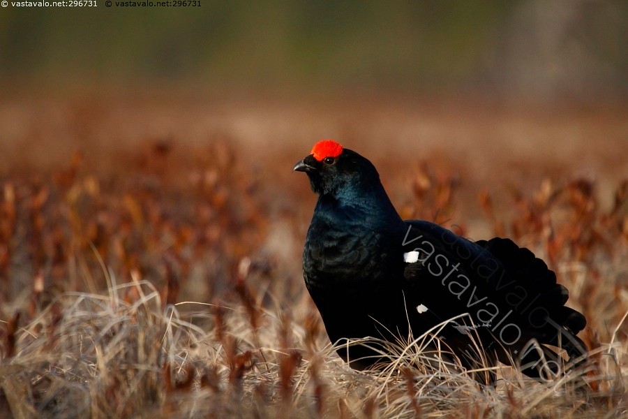 Kuva: Teeri - teeri ukkoteeri lyrurus tetrix tetrao teeren soidin kevät ...