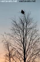 Kuva: Teeri ruokailee - teeri naarasteeri lintu naaras lyrurys tetrix ...