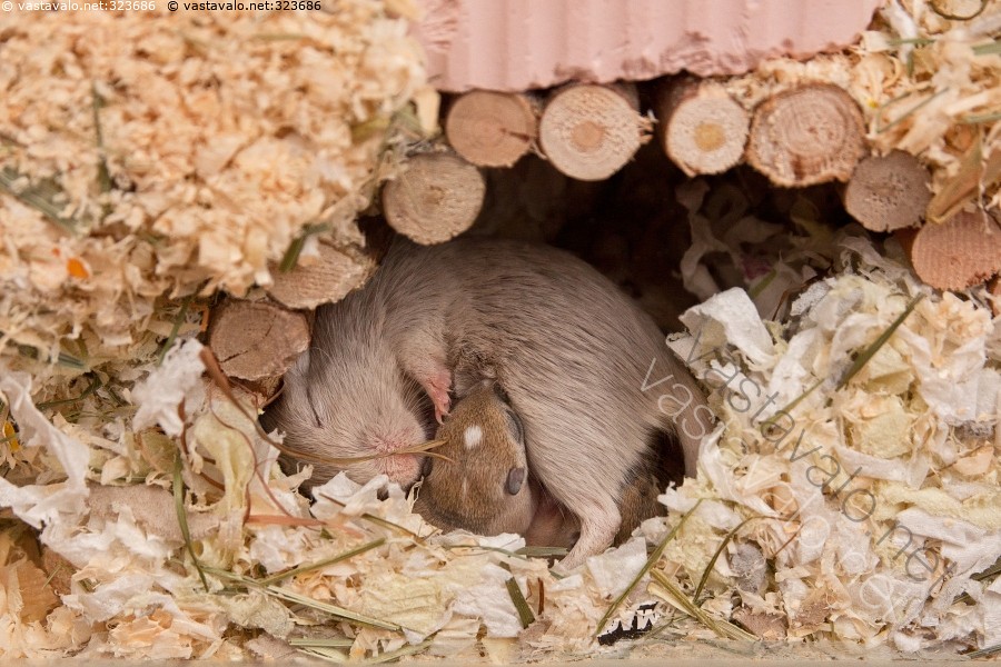 Kuva: Imetys - gerbiili Meriones unguiculatus jyrsijä poikanen lapsi ...