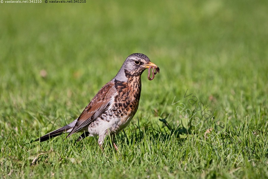 Kuva: Räkättirastas - lintu rastas räkättirastas räksä Turdus pilaris ...