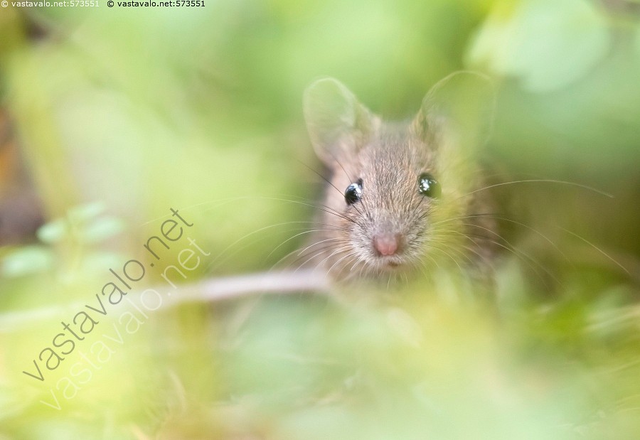 Kuva: Pieni metsähiiri - hiiri metsähiiri pensaikko pusikko ...