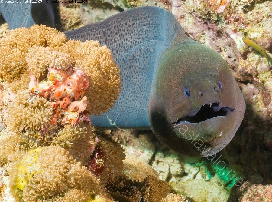 Kuva: Mureena - mureena petokala suu avoinna pelottava hammas hampaat ...