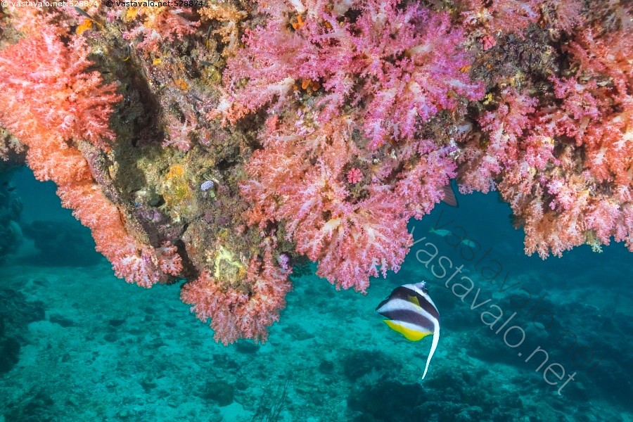 Kuva: Koralleja - koralli korallit riutta koralliriutta kala viirikala ...