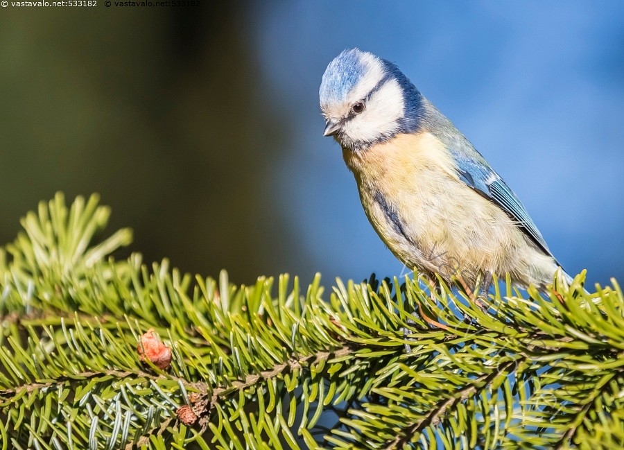 Kuva: Sinitiainen - sinitiainen lintu pikkulintu kuusi havupuu tiainen ...