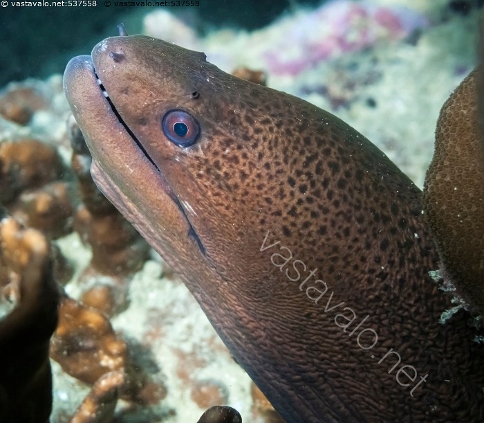 Kuva: Mureena - mureena kala petokala kuvio kuviot koralli kivikoralli ...