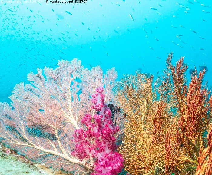 Kuva: Koralliriutalla - koralli korallit viuhkakorallit viuhkakoralli ...